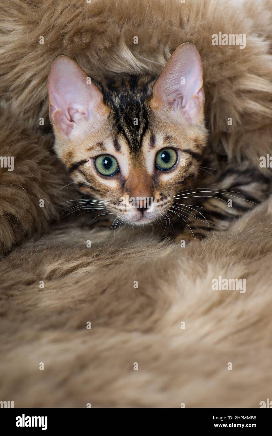 Tiger bengal sheep hi-res stock photography and images - Alamy