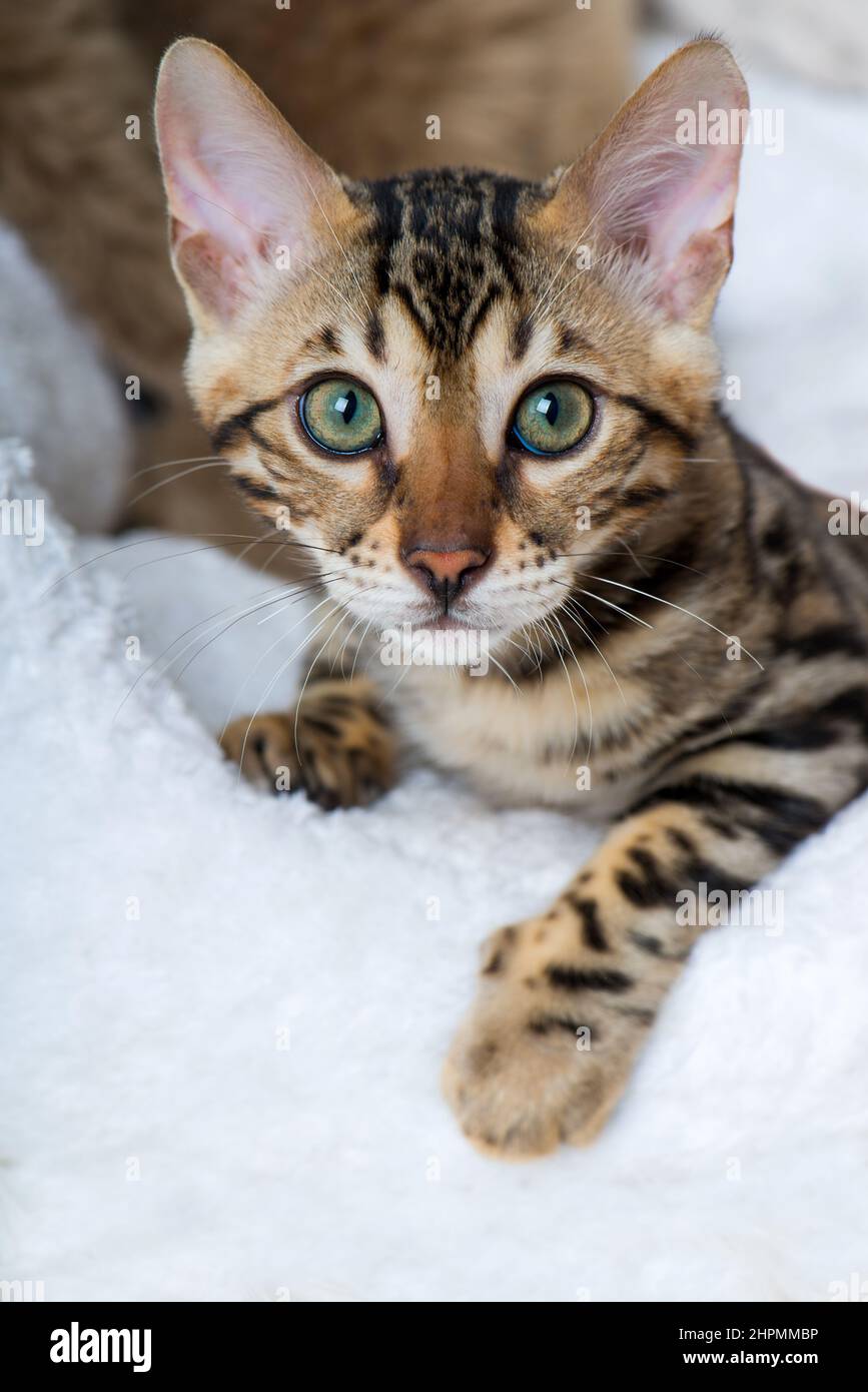 Tiger bengal sheep hi-res stock photography and images - Alamy