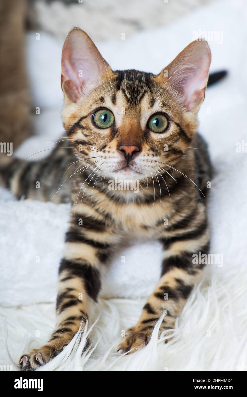Tiger bengal sheep hi-res stock photography and images - Alamy