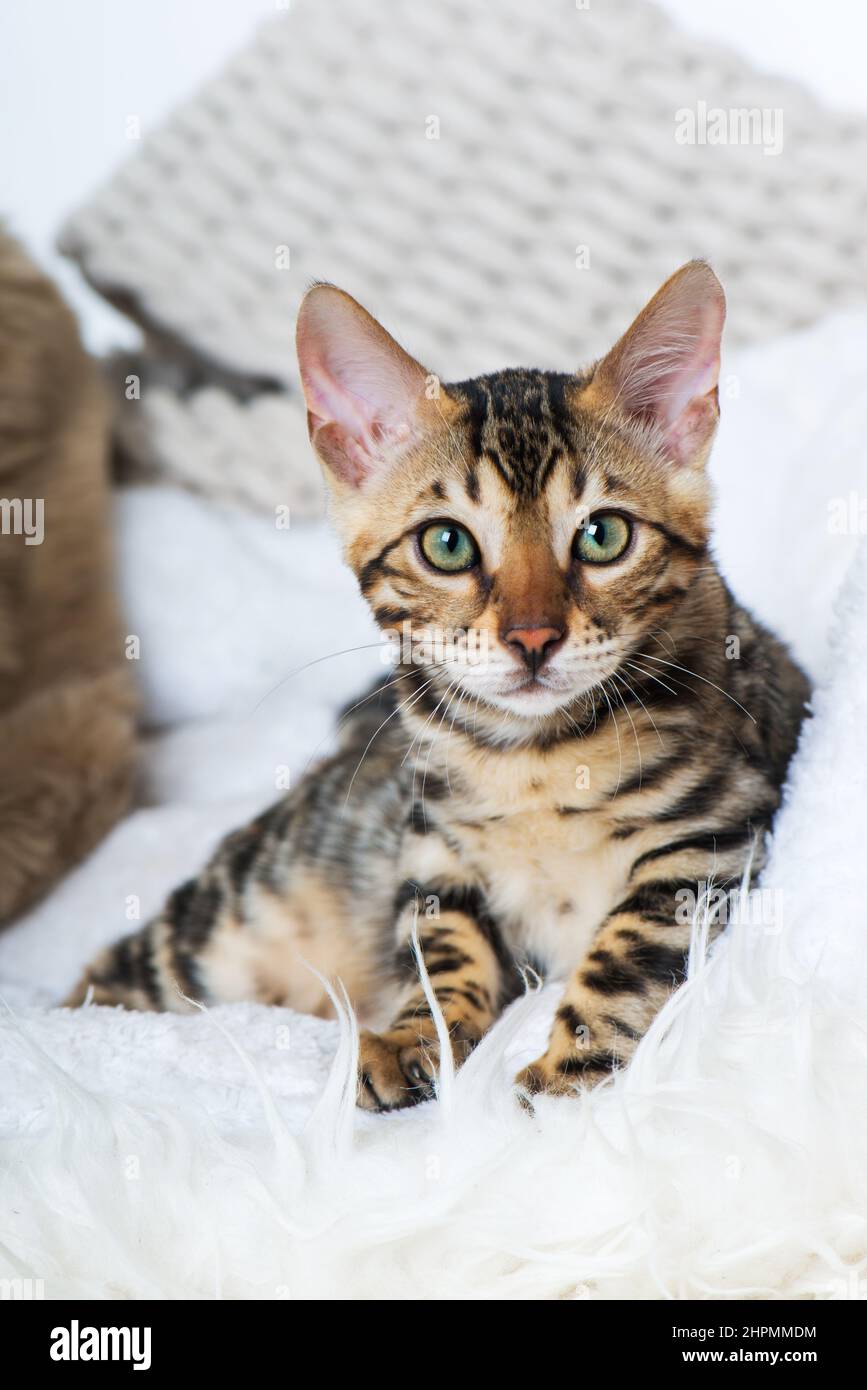 Tiger bengal sheep hi-res stock photography and images - Alamy