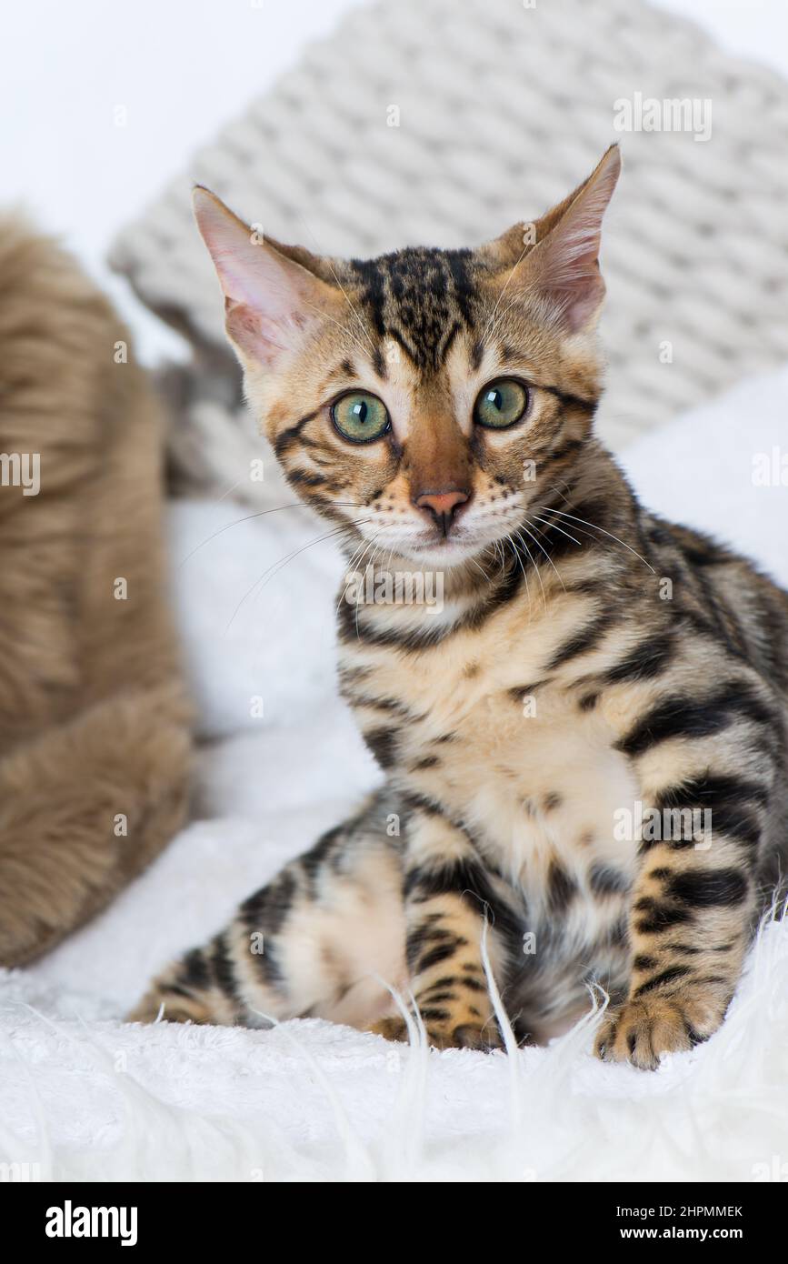 Tiger bengal sheep hi-res stock photography and images - Alamy