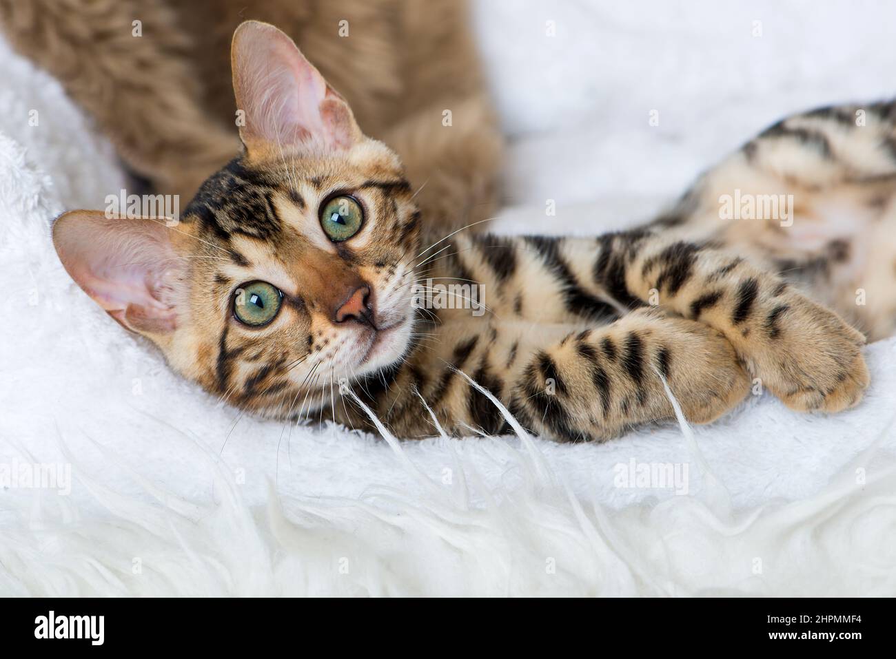 Tiger bengal sheep hi-res stock photography and images - Alamy