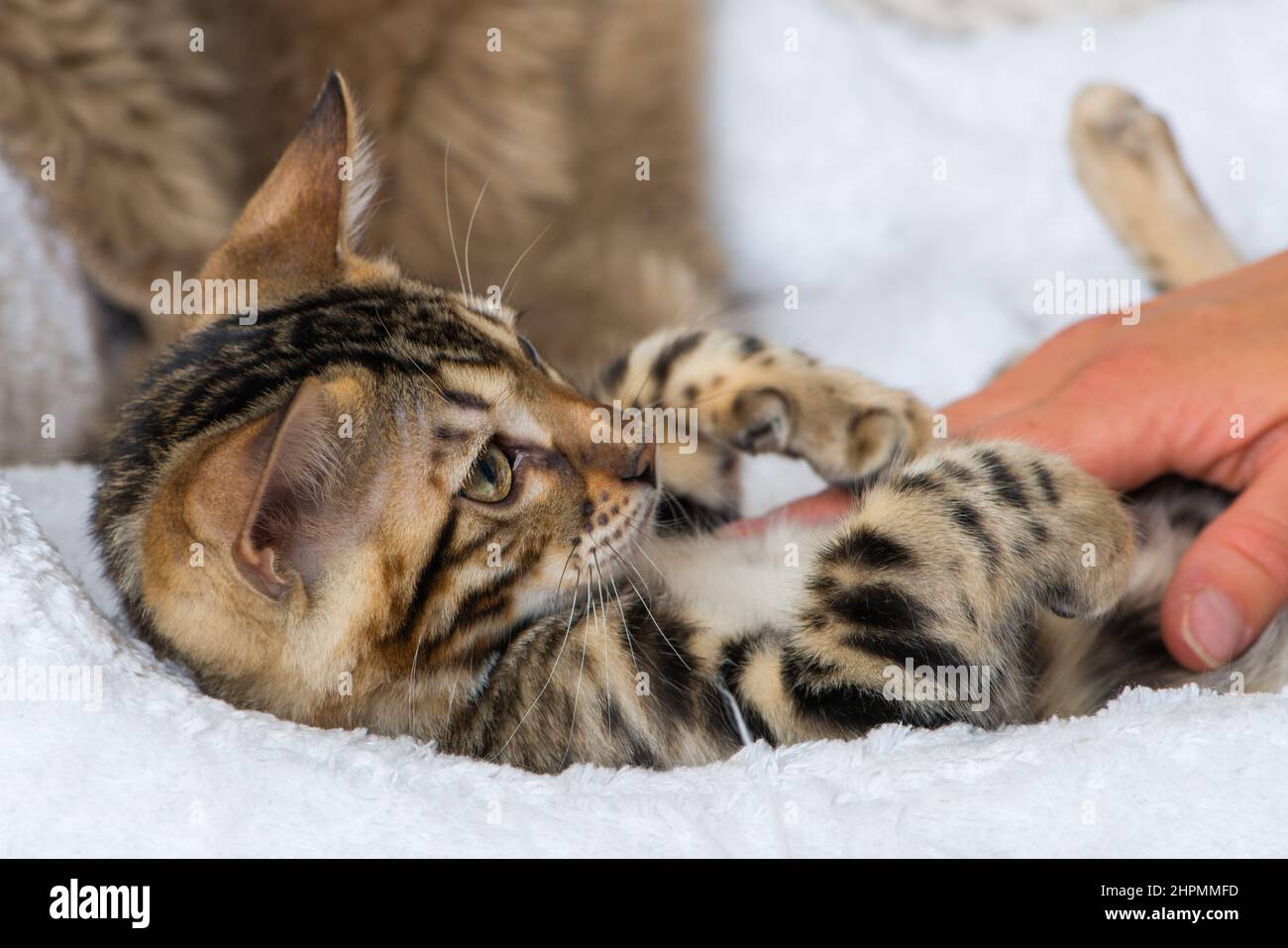 Tiger bengal sheep hi-res stock photography and images - Alamy