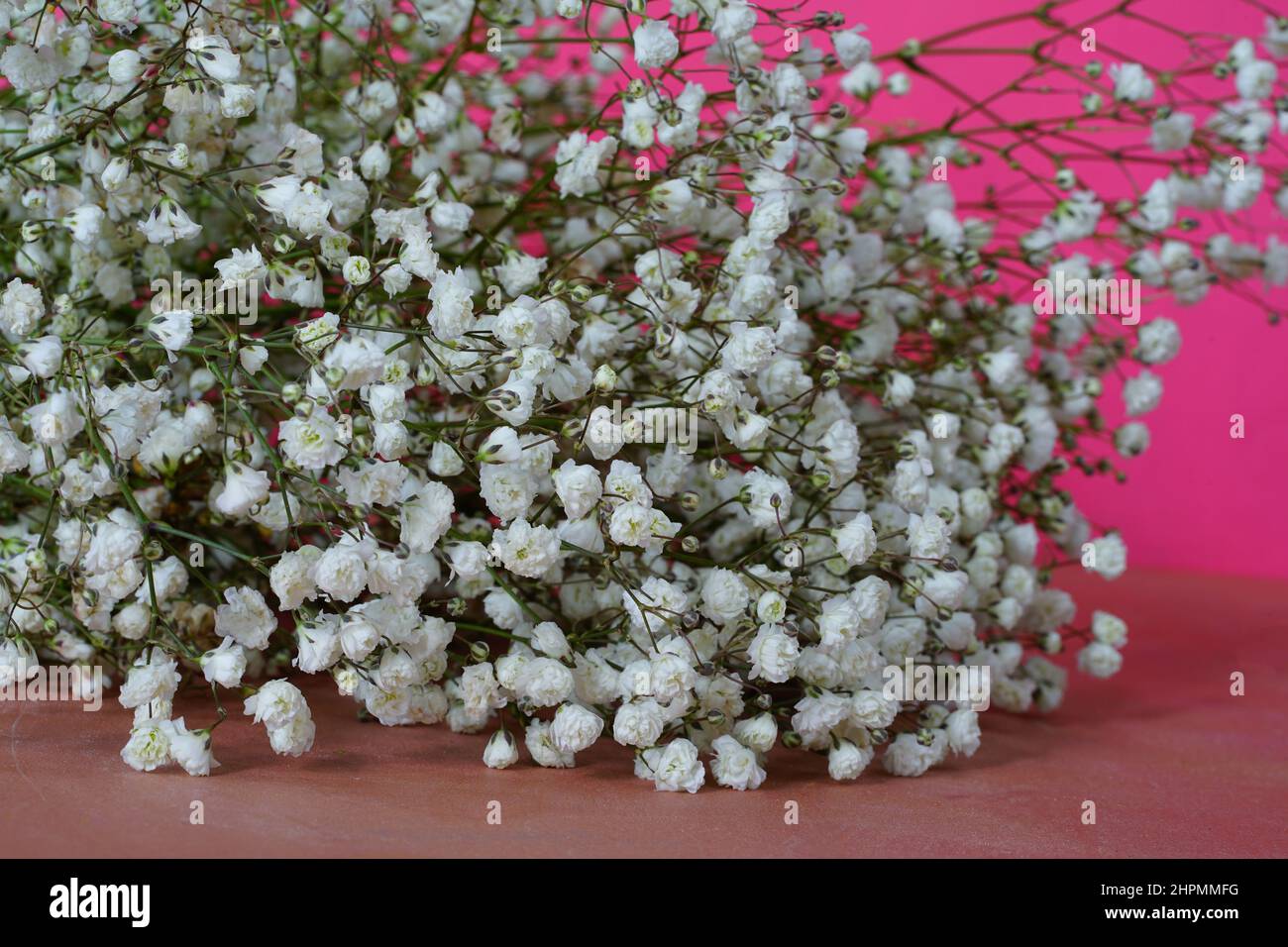 Bouquet filler gypsophila hi-res stock photography and images - Alamy