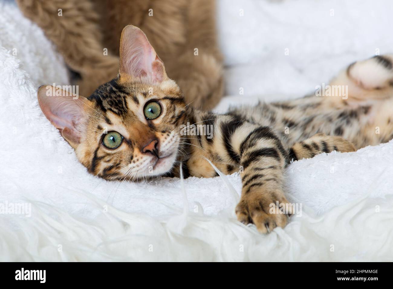 Tiger bengal sheep hi-res stock photography and images - Alamy