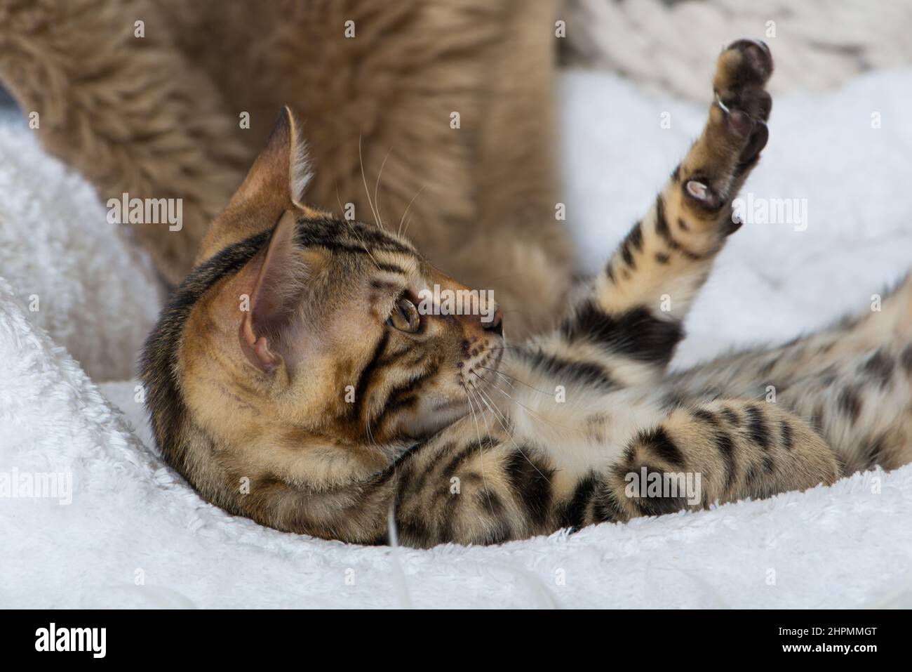 Tiger bengal sheep hi-res stock photography and images - Alamy