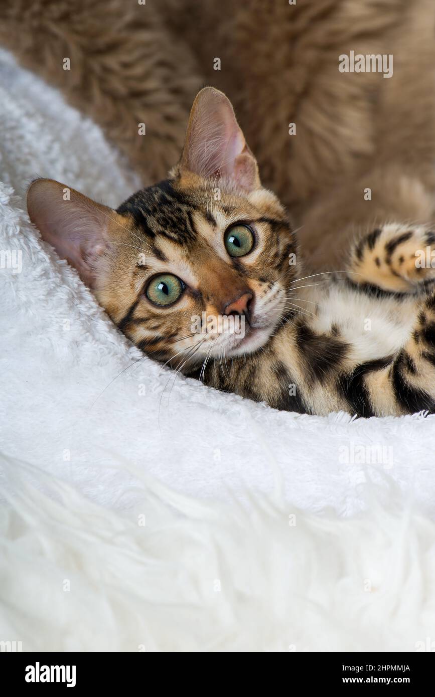 Tiger bengal sheep hi-res stock photography and images - Alamy