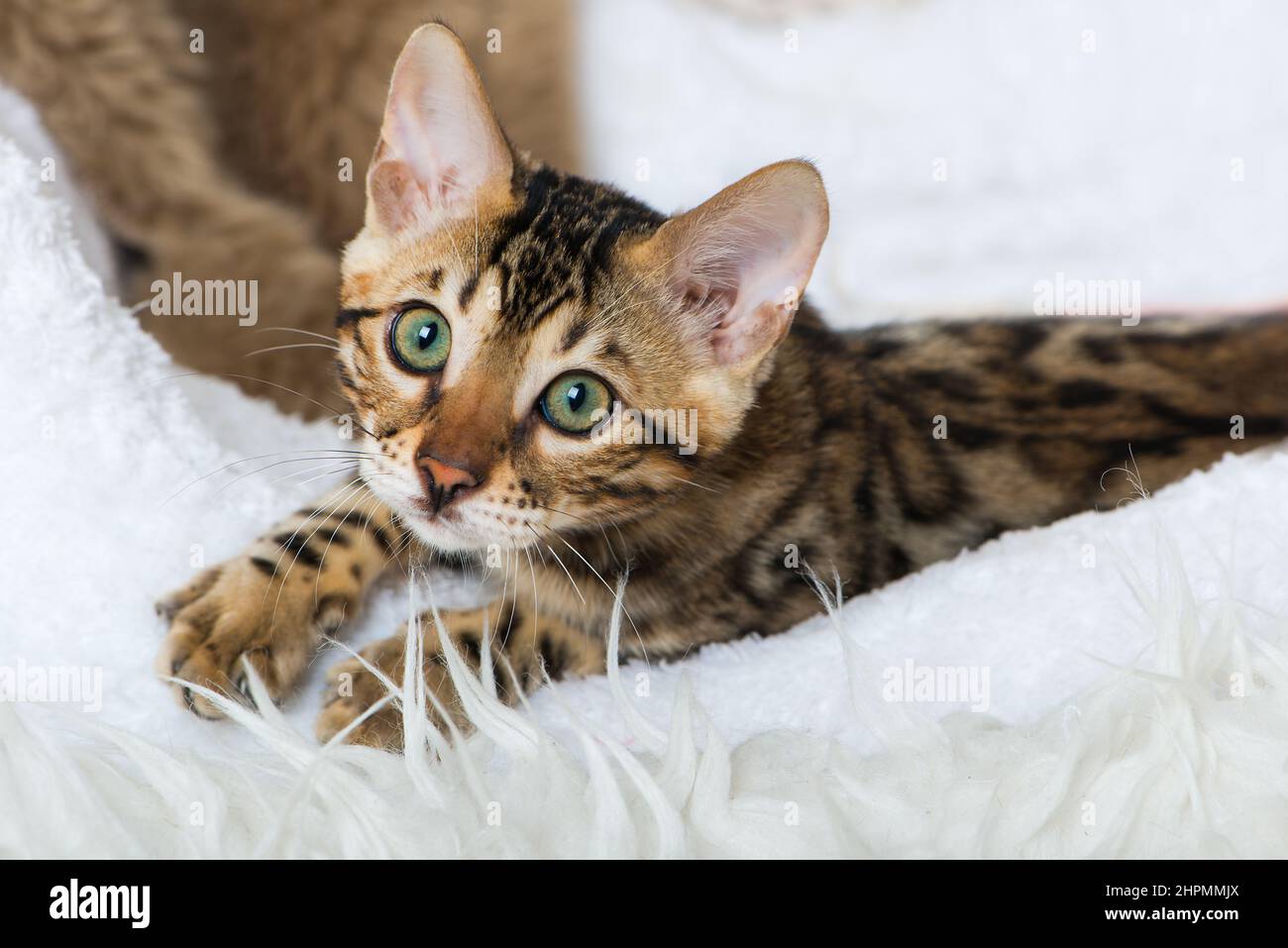 Tiger bengal sheep hi-res stock photography and images - Alamy