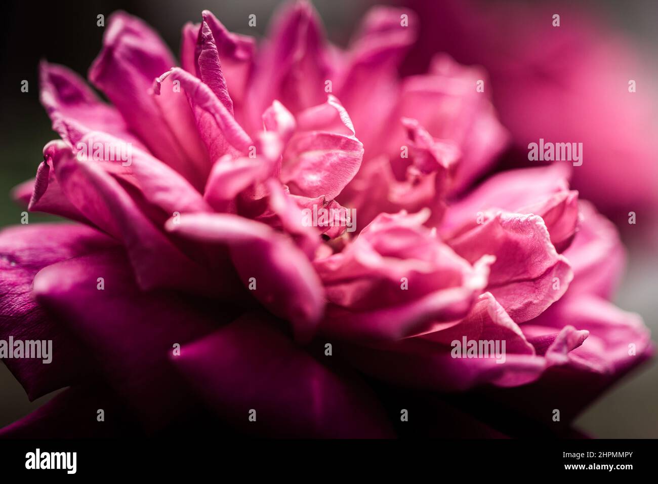 Beautiful close view of the peals of a pink rose flower Stock Photo - Alamy