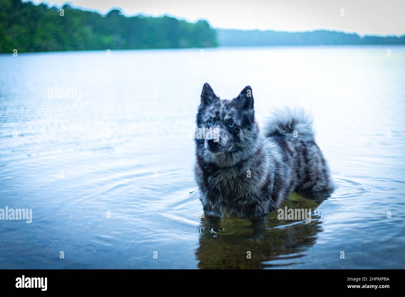 Closeup of a dog in the water Stock Photo - Alamy
