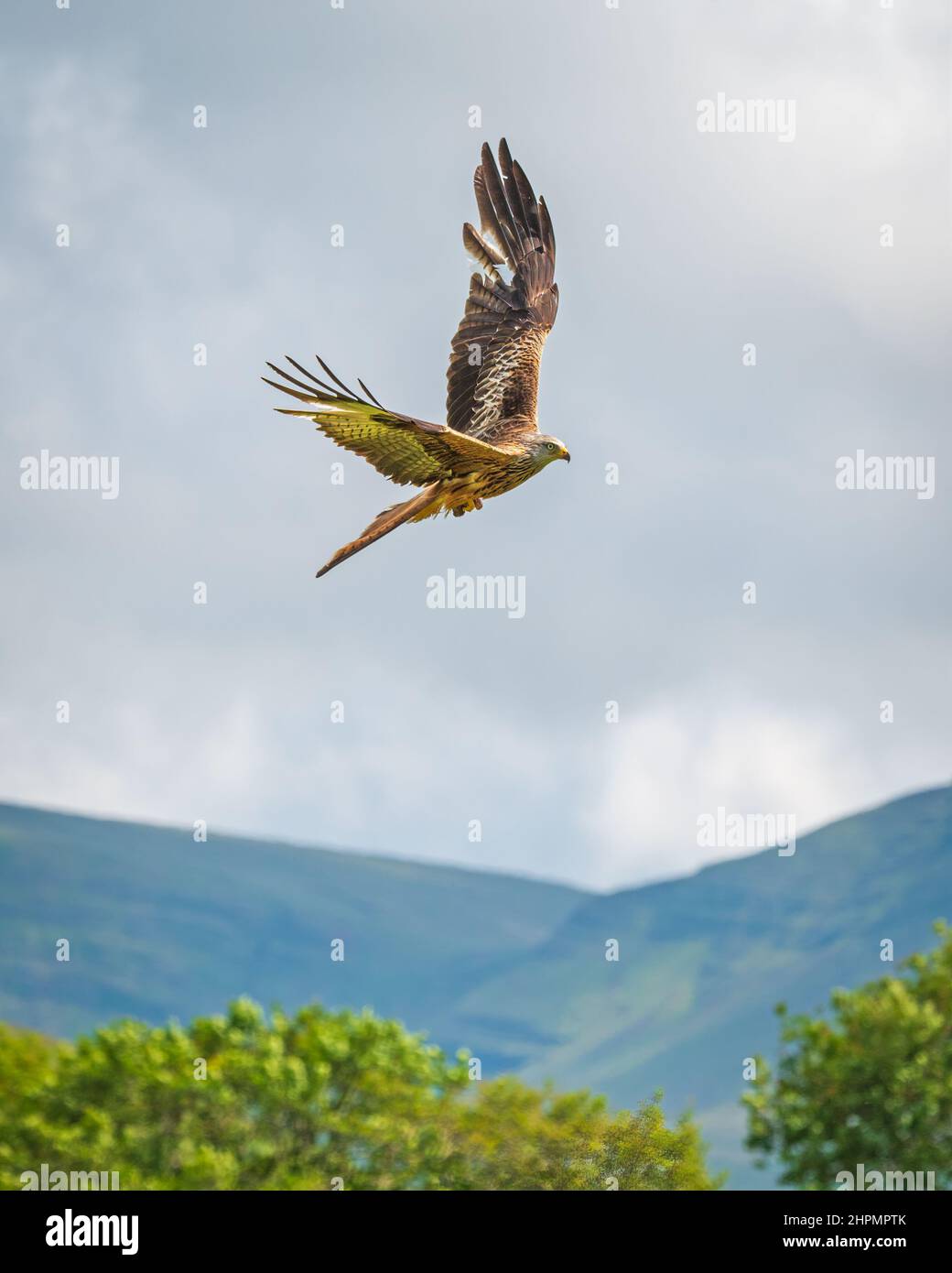 Red kites in flight over the Red Kite Feeding Station in the Brecon ...