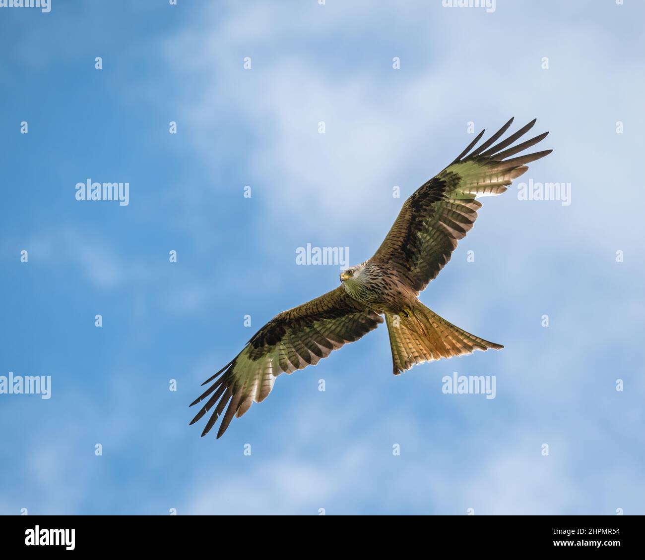 Red kite feeding station hi-res stock photography and images - Alamy