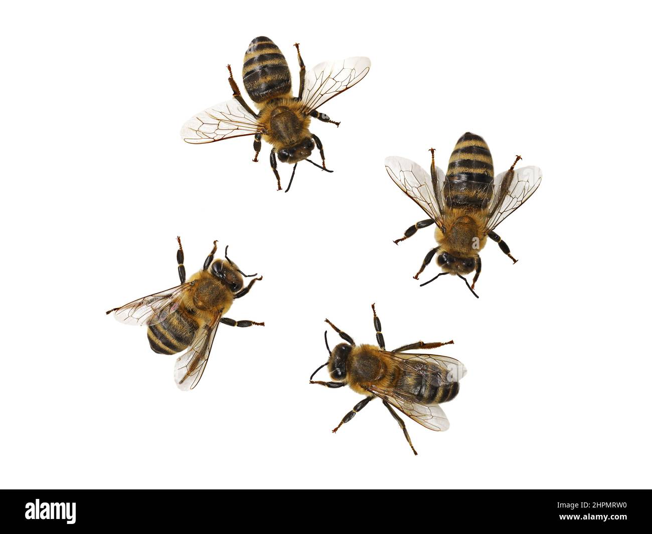 Honey bee, Apis mellifera, isolated on white background, top view of ...