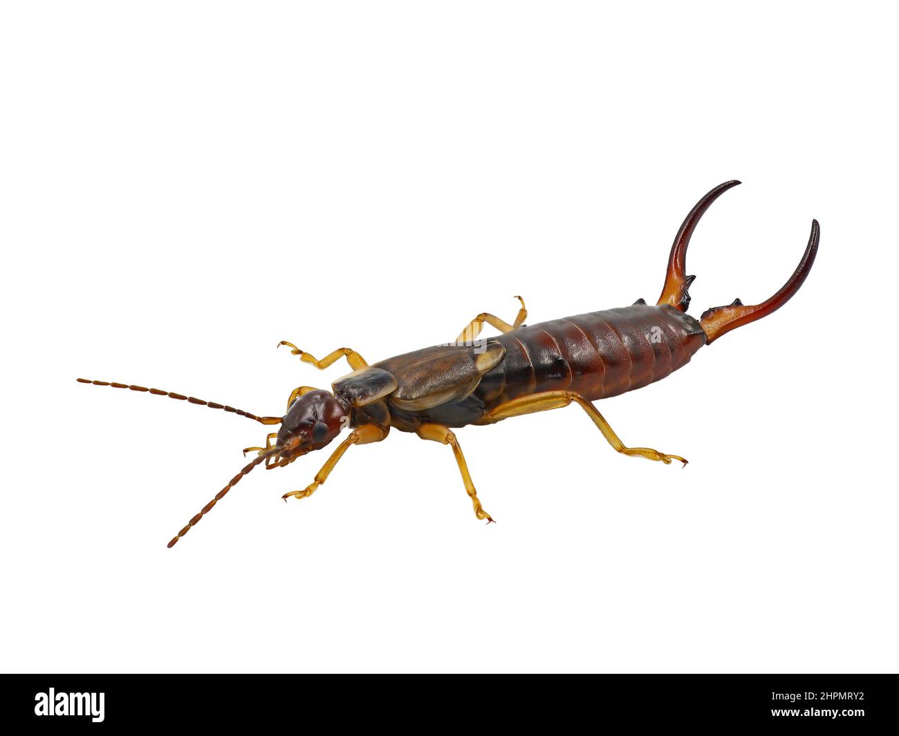 Common earwig, Forficula auricularia, side view of male dermaptera ...