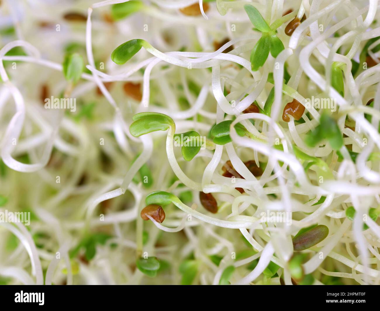 close up of alfalfa sprouts, micro greens for healthy nutrition ...