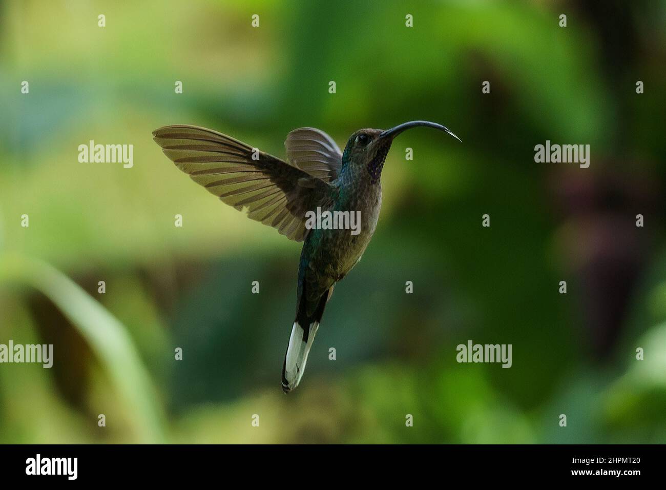 Female violet sabrewing hummingbird mid-flight with tongue extended. In ...