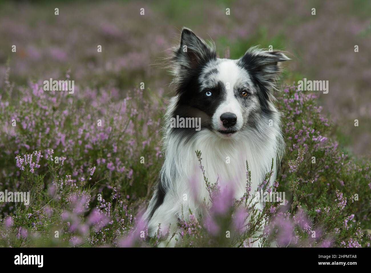 Border collie dog in heather landscape Stock Photo - Alamy