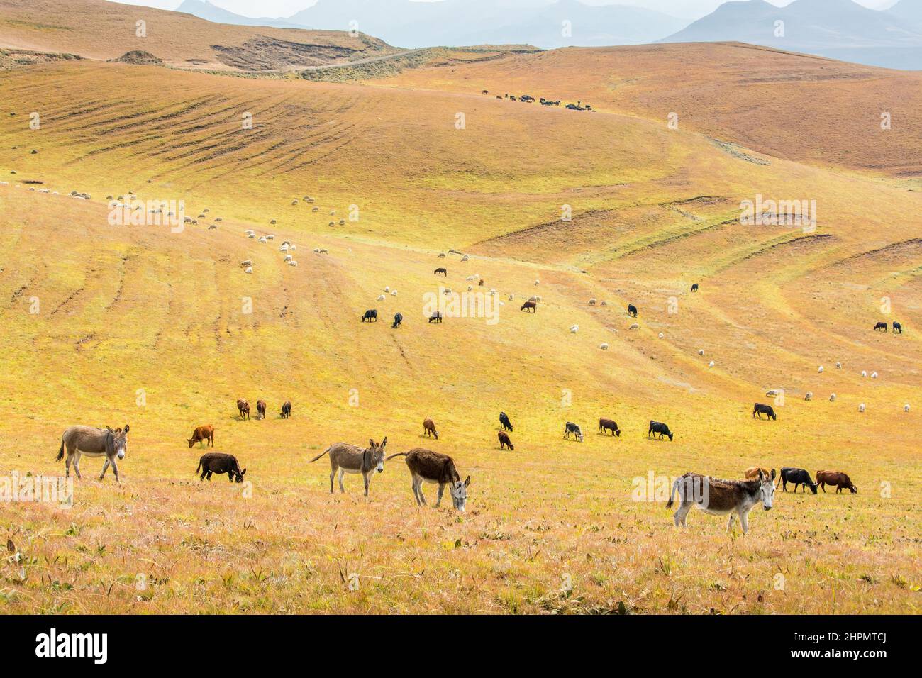 Lesotho basotho cattle hi-res stock photography and images - Alamy
