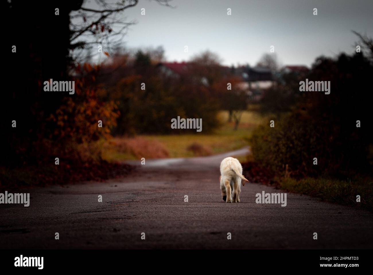 Dog runs along the path, golden retriever Stock Photo - Alamy