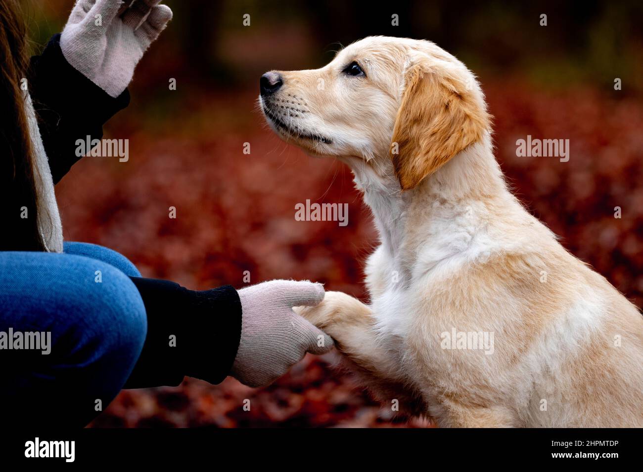 Beautiful Golden Retriever is exercising Stock Photo - Alamy