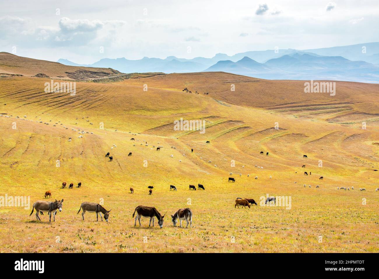 Lesotho basotho cattle hi-res stock photography and images - Alamy