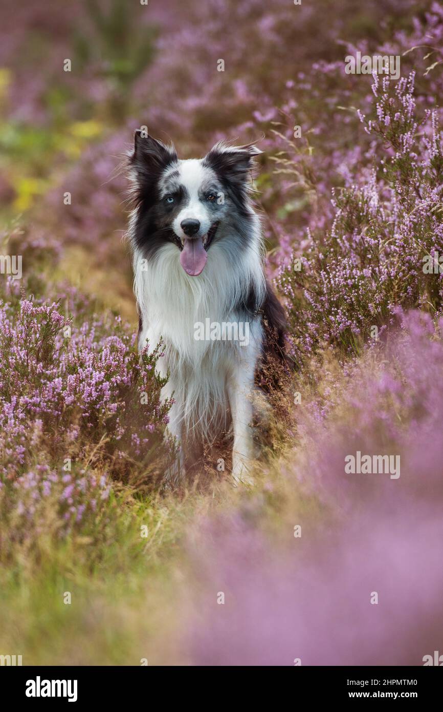 Border collie dog in heather landscape Stock Photo - Alamy