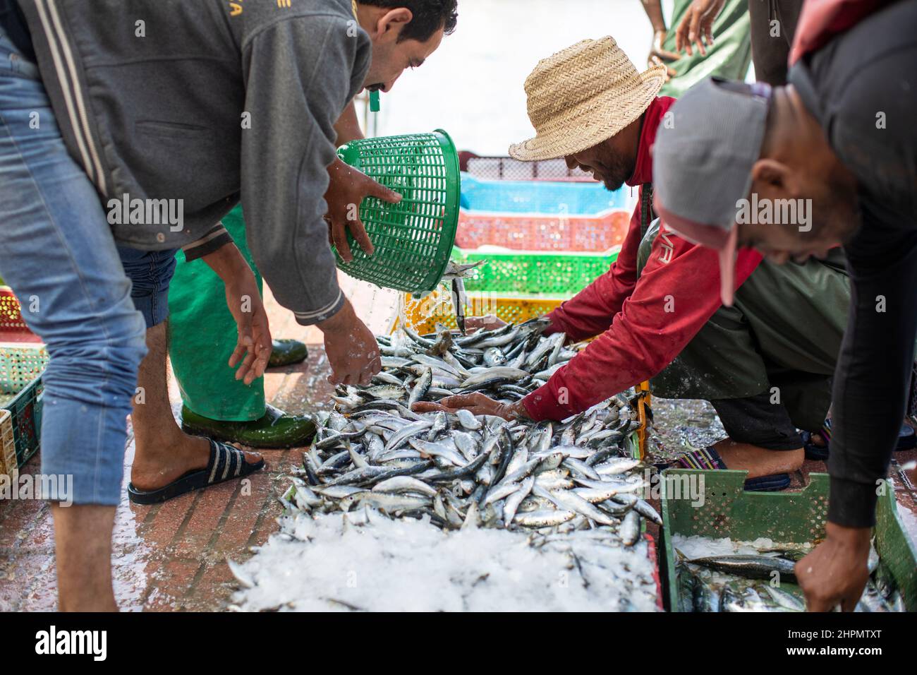 Dock workers unload fresh fish from a boat at the port of Casablanca ...