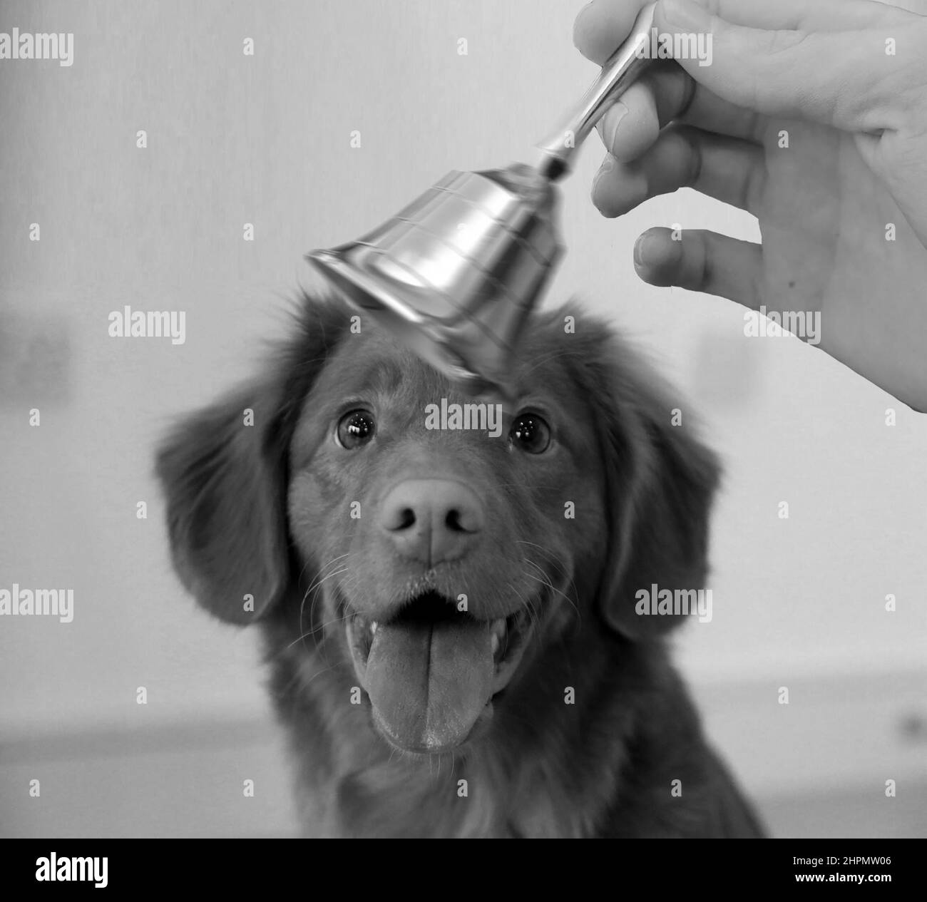 Pavlov Theory - Dog and Bell Stock Photo - Alamy
