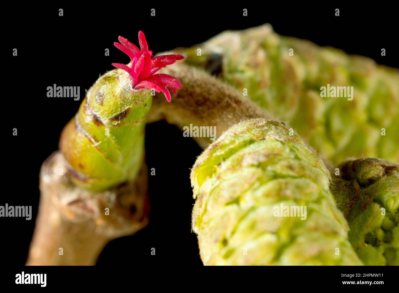 Hazel or Cobnut (corylus avellana), close up still life of the tiny ...