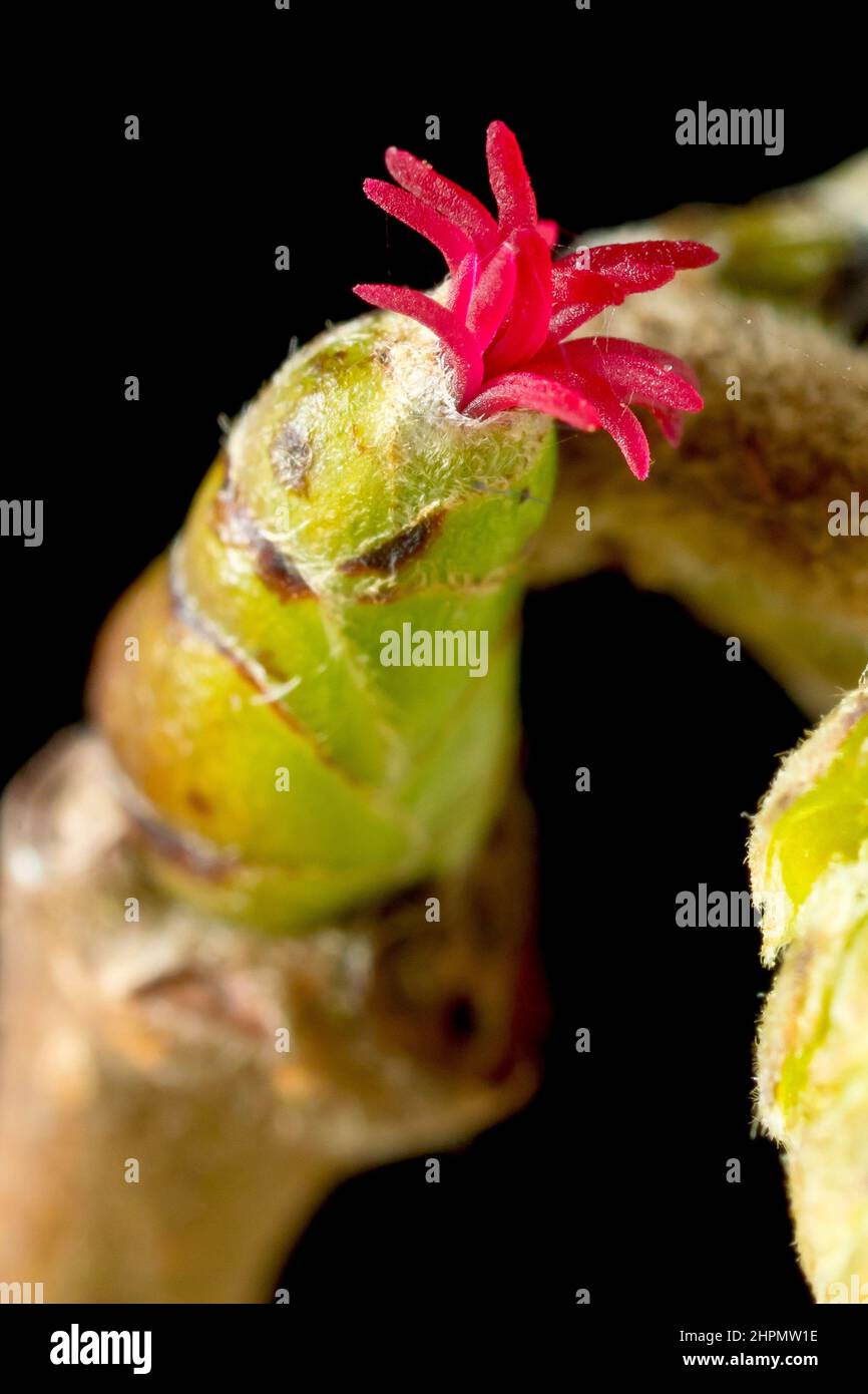 Hazel or Cobnut (corylus avellana), close up still life of the tiny ...