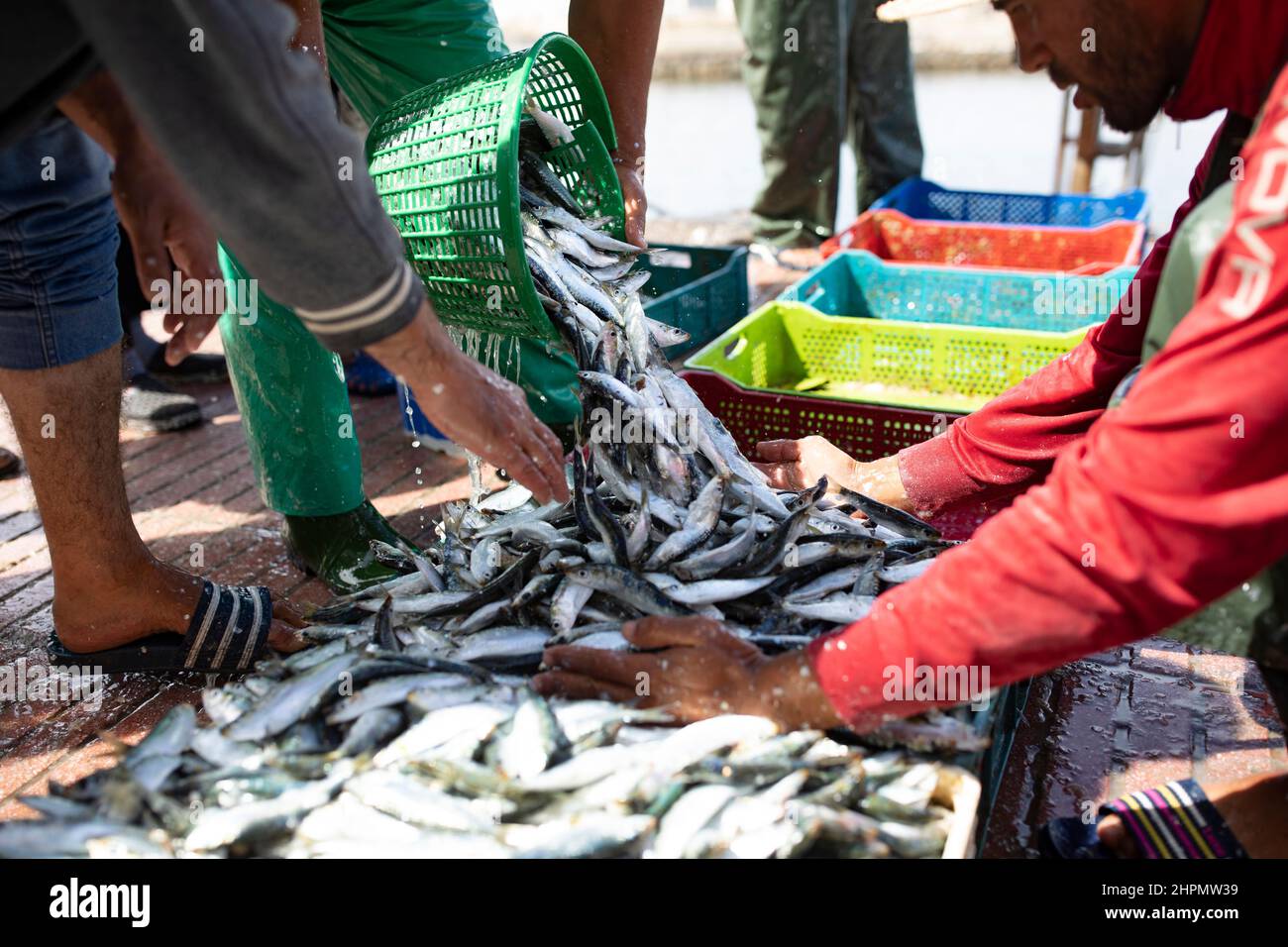 Dock workers unload fresh fish from a boat at the port of Casablanca ...