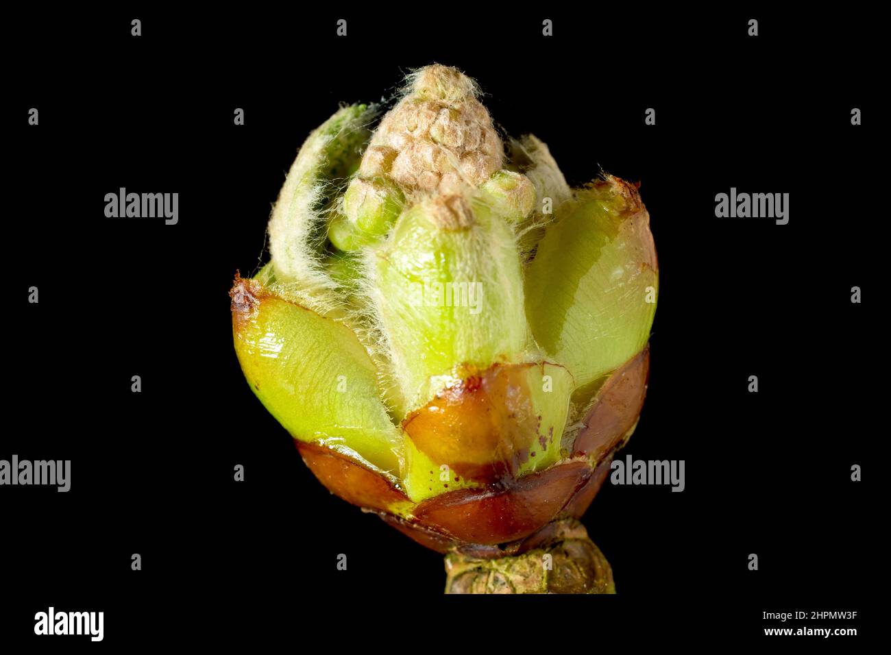 Horse Chestnut or Conker Tree (aesculus hippocastaneum), close up still ...