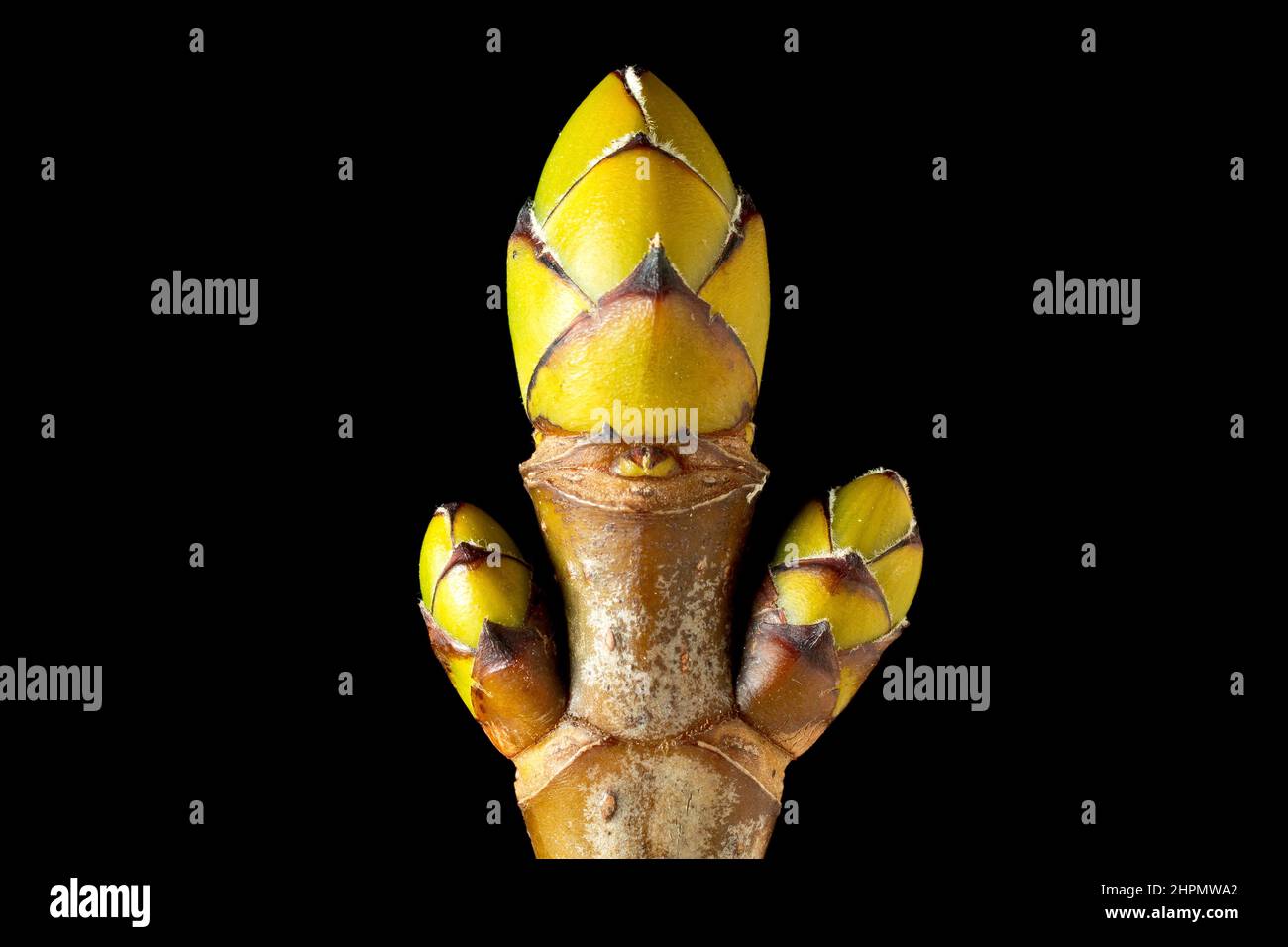 Sycamore (acer pseudoplatanus), close up still life showing several ...