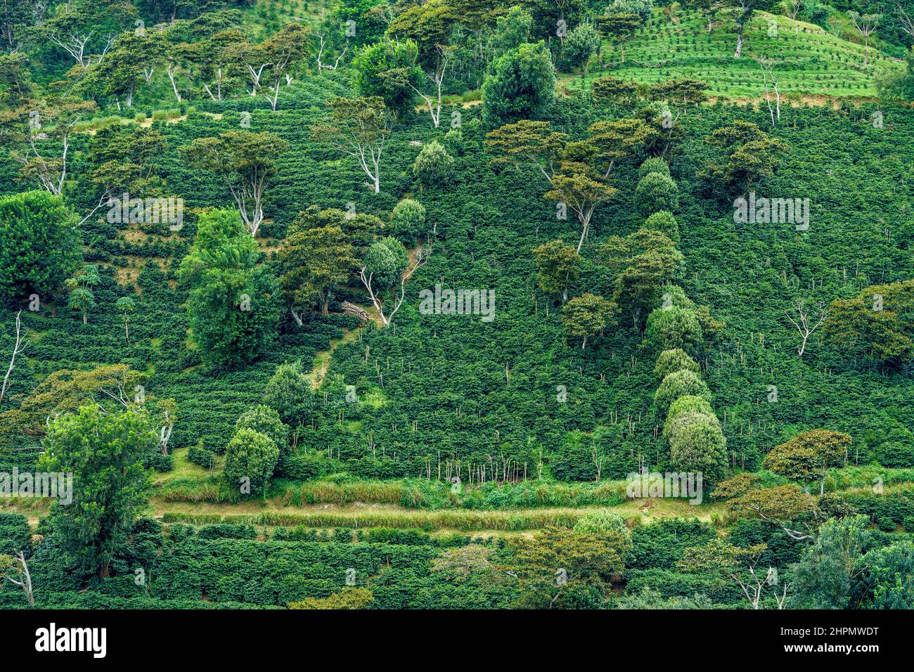 Steep hillside with coffee plants and trees in Boquete Panama. The area ...