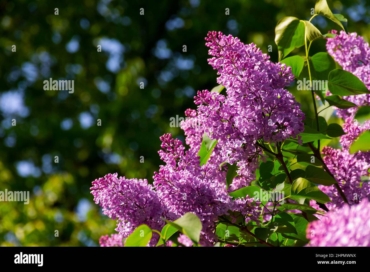purple lilac plant in blossom. beautiful green floral nature background ...