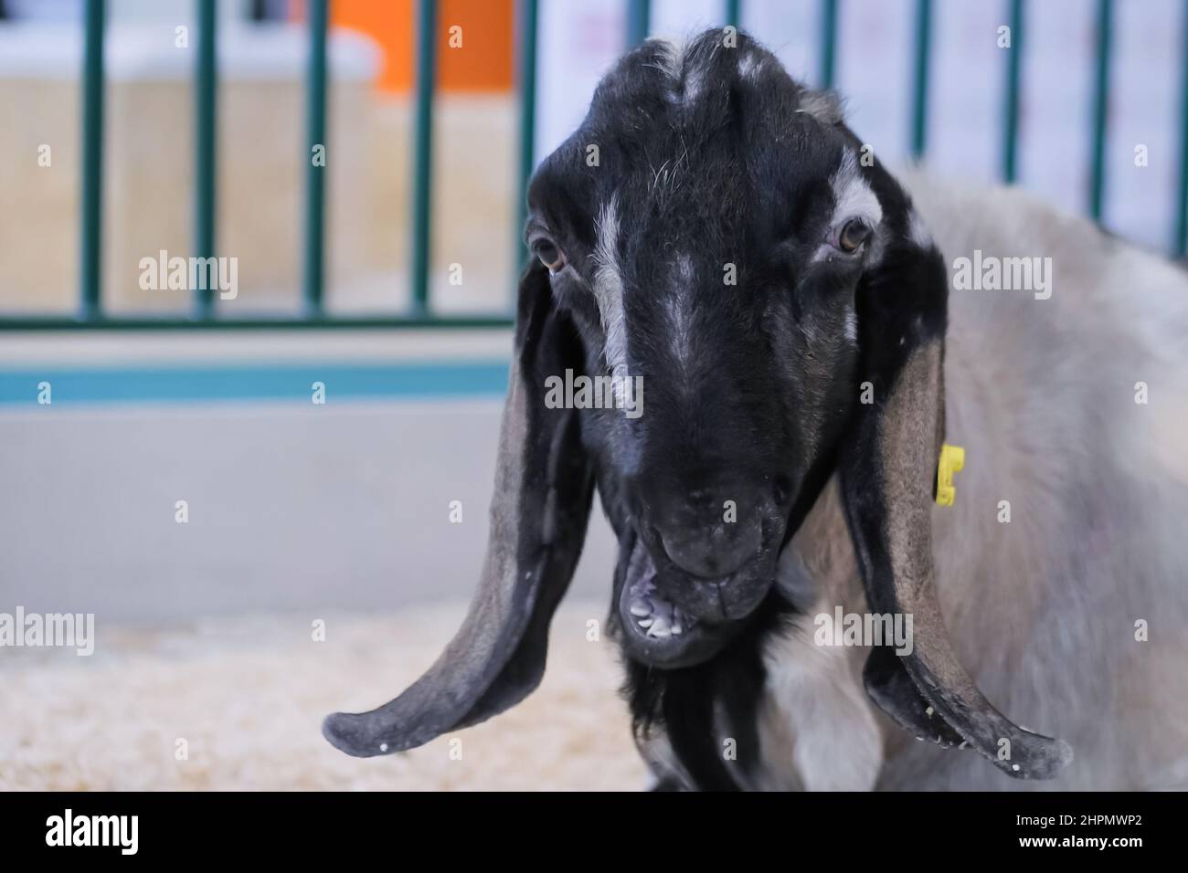Portrait of goat at agricultural animal exhibition, trade show Stock ...