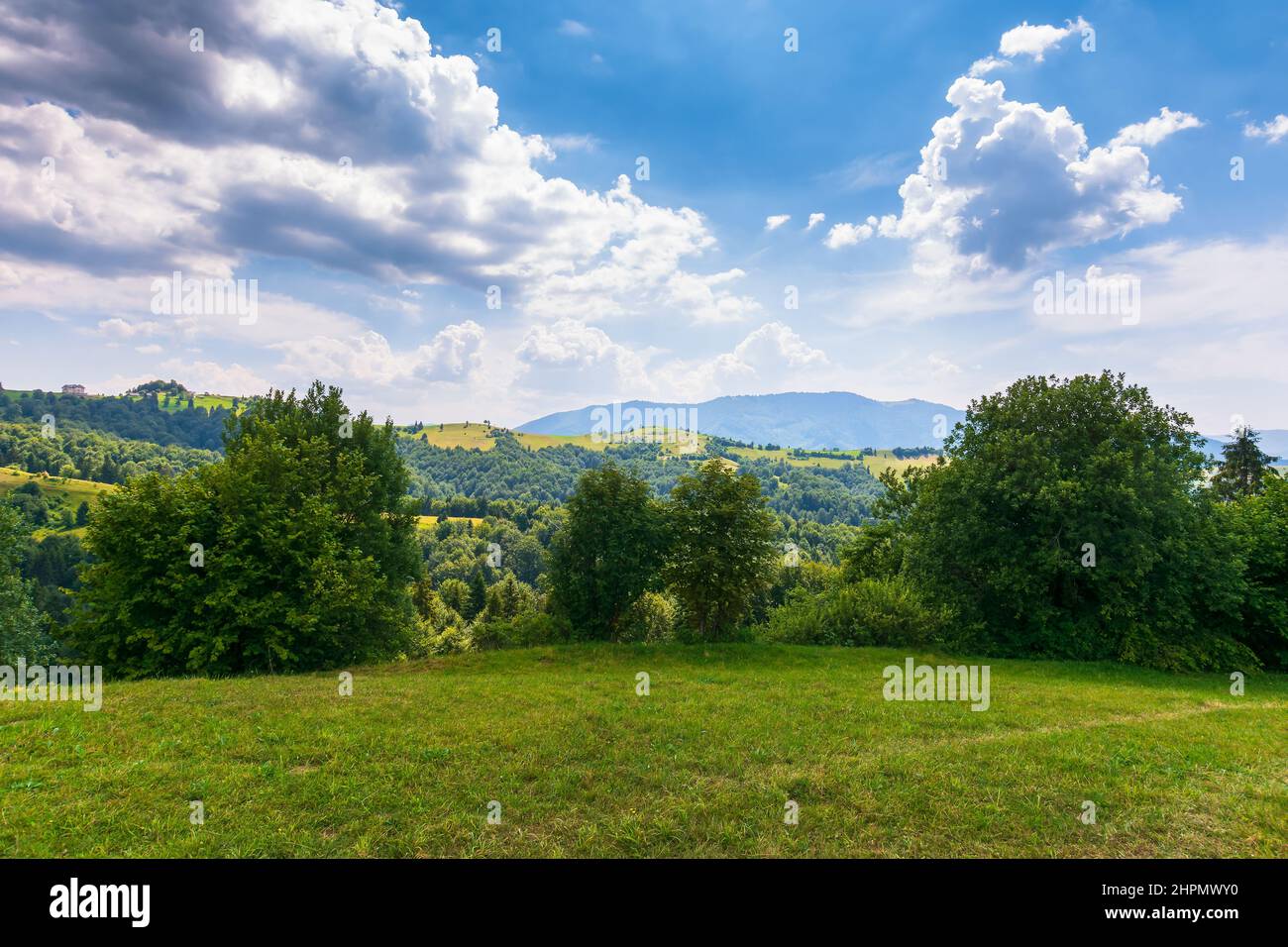 row of trees on the hillside meadow. beautiful rural landscape in the ...