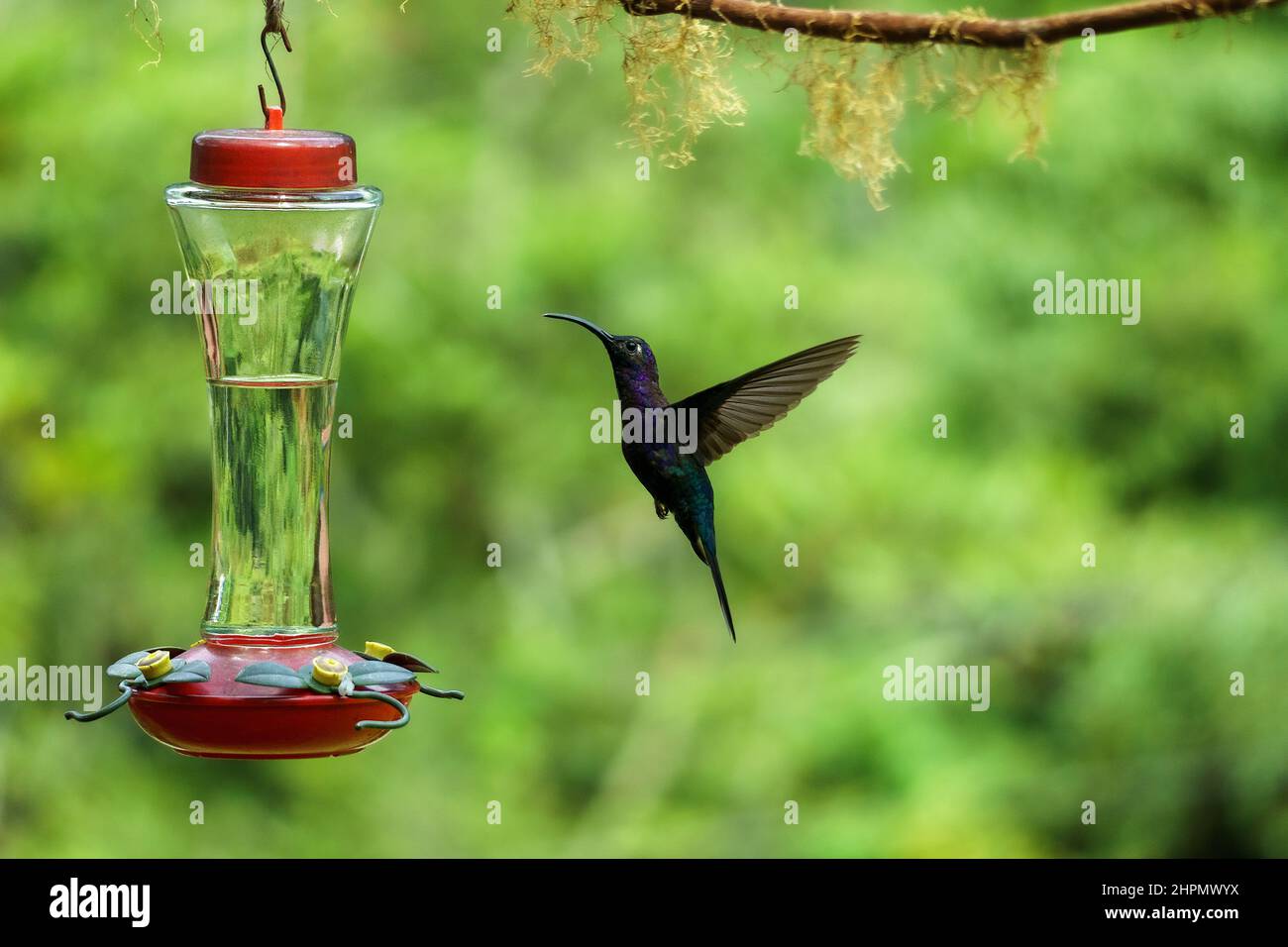 Violet sabrewing hummingbird approaches a feeder, profile. In Boquete ...