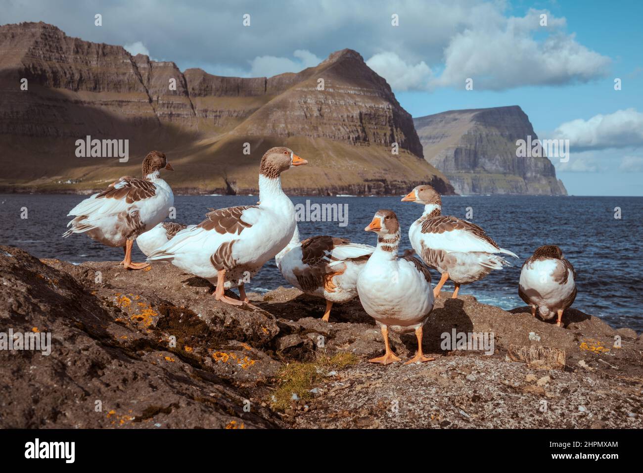 White and gray domestic geese on Atlantic ocean coast. Faroe islands ...