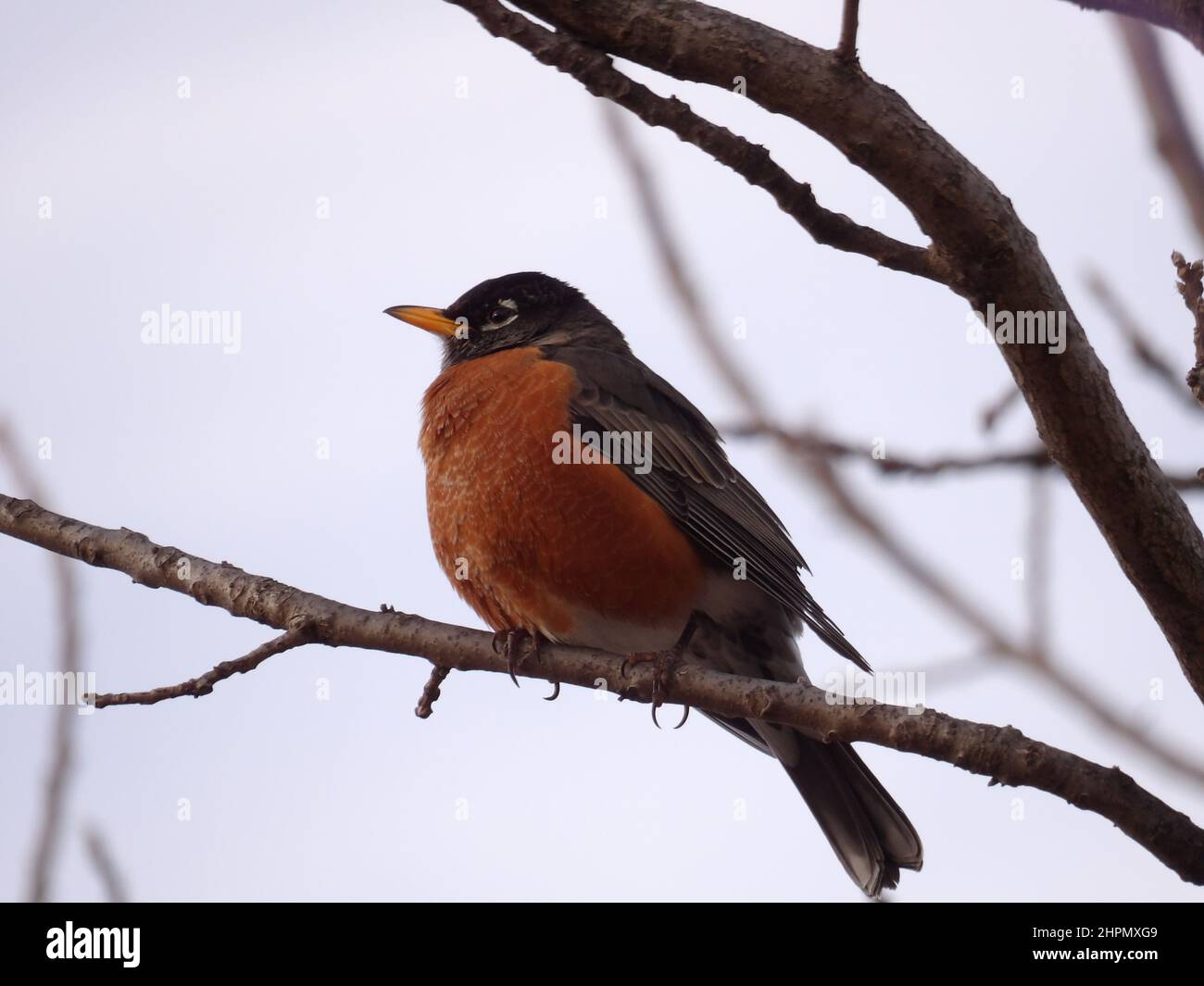 American robin on tree hi-res stock photography and images - Alamy