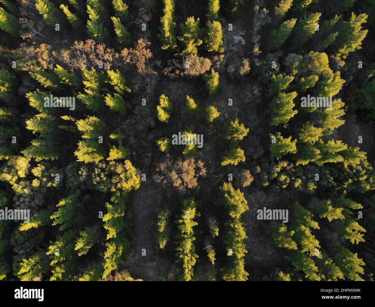Aerial drone view of green trees in the forest Stock Photo - Alamy