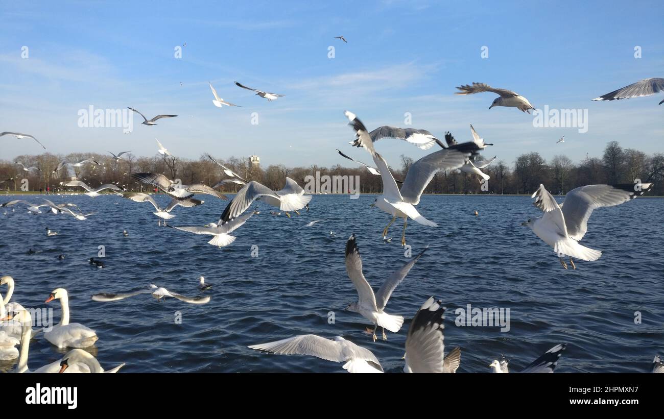 Flock of gulls flying over the lake Stock Photo - Alamy