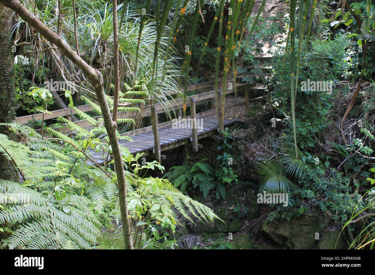 Small wooden bridge through the ferny forest in New Zealand Stock Photo ...