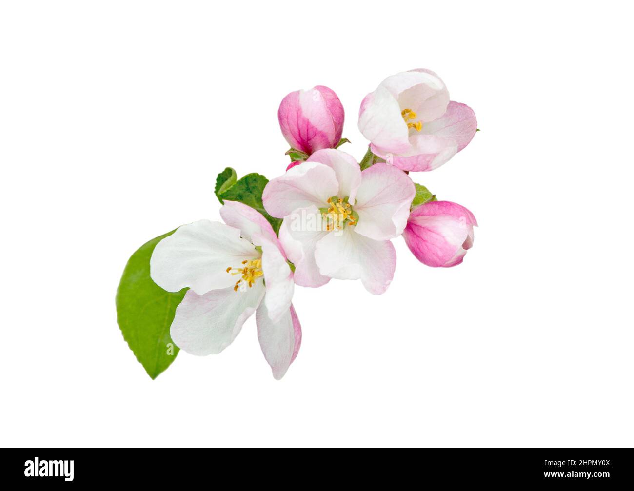Apple flower. Spring flower apple blossoms bloomed isolated on white ...