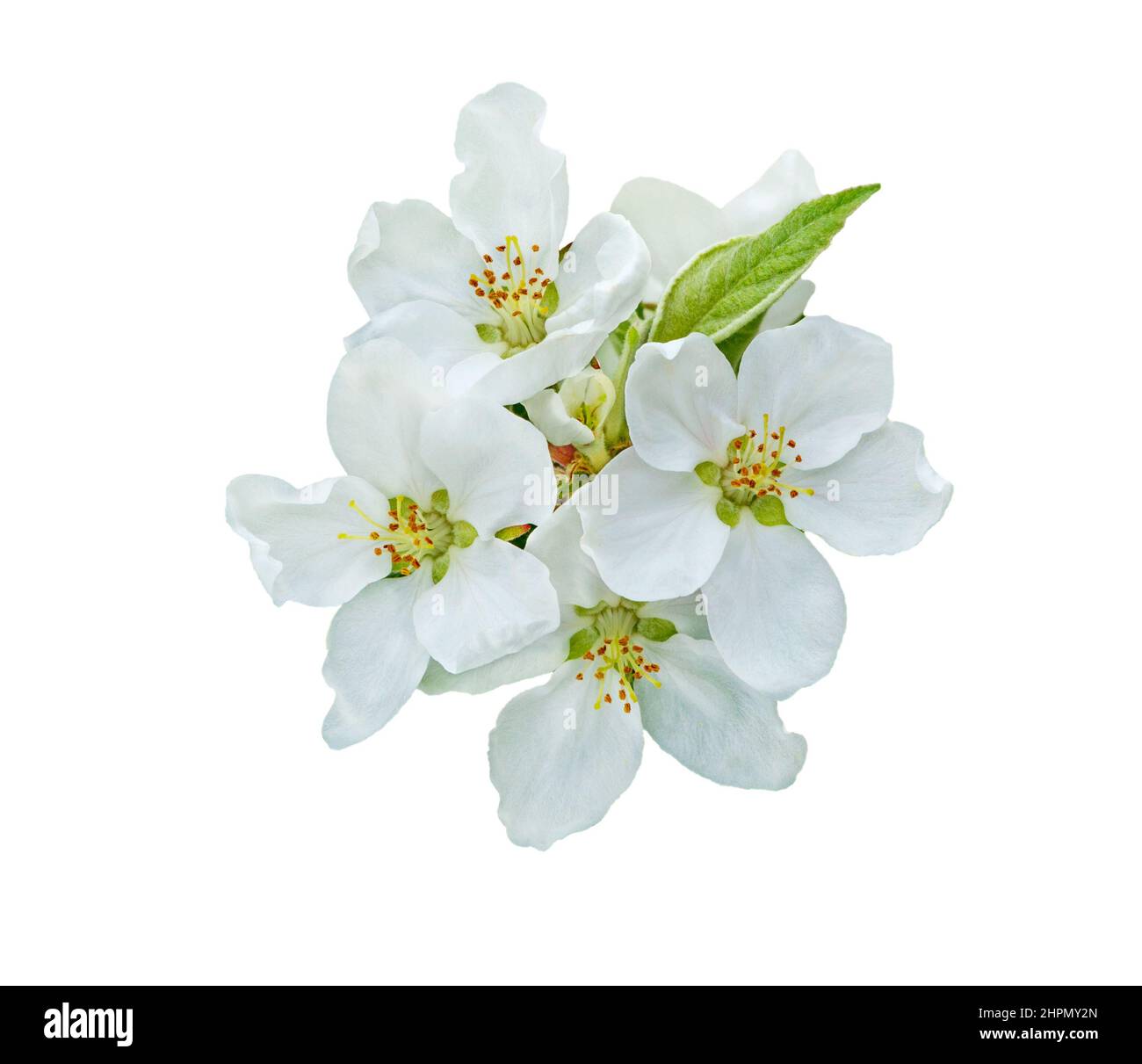 Apple flower. Spring flower apple blossoms bloomed isolated on white ...