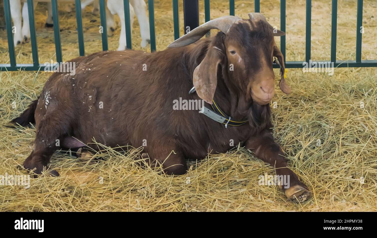 Portrait of goat at agricultural animal exhibition, trade show Stock ...