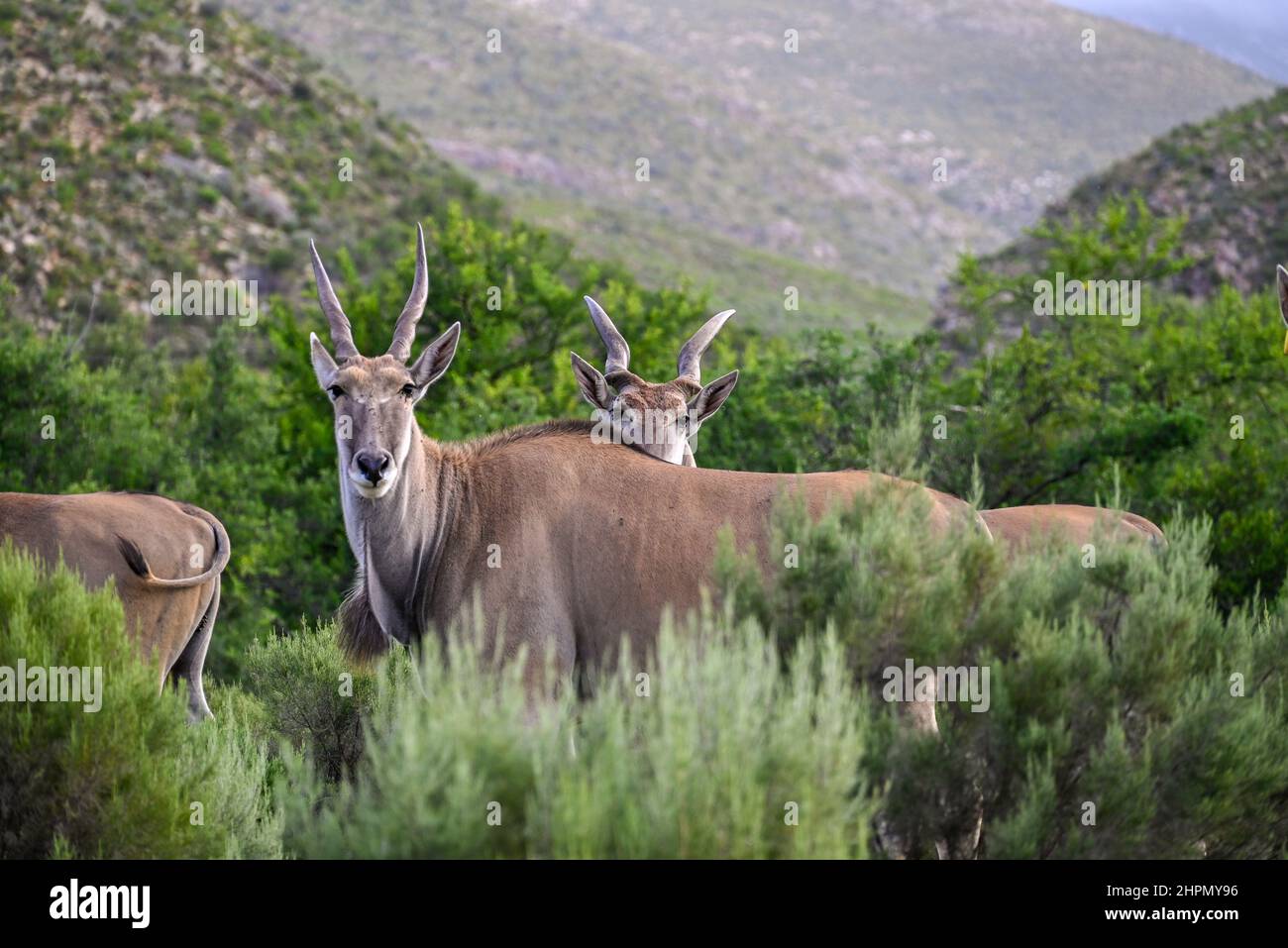 Antelope in bush Stock Photo - Alamy