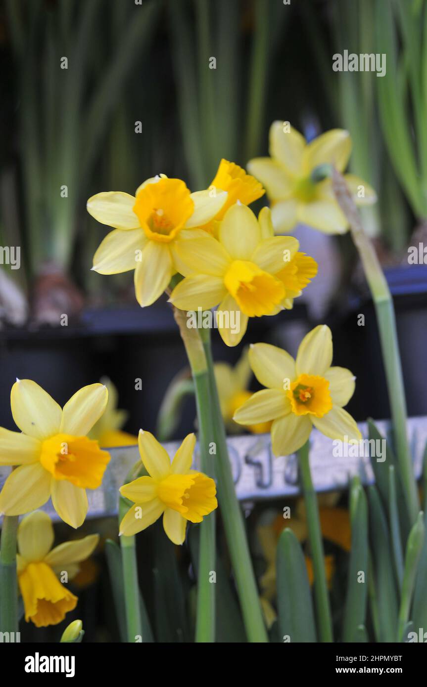 Copenhagen/Denmark./22 February 2022/.Daffodiil flowers for sle at ...