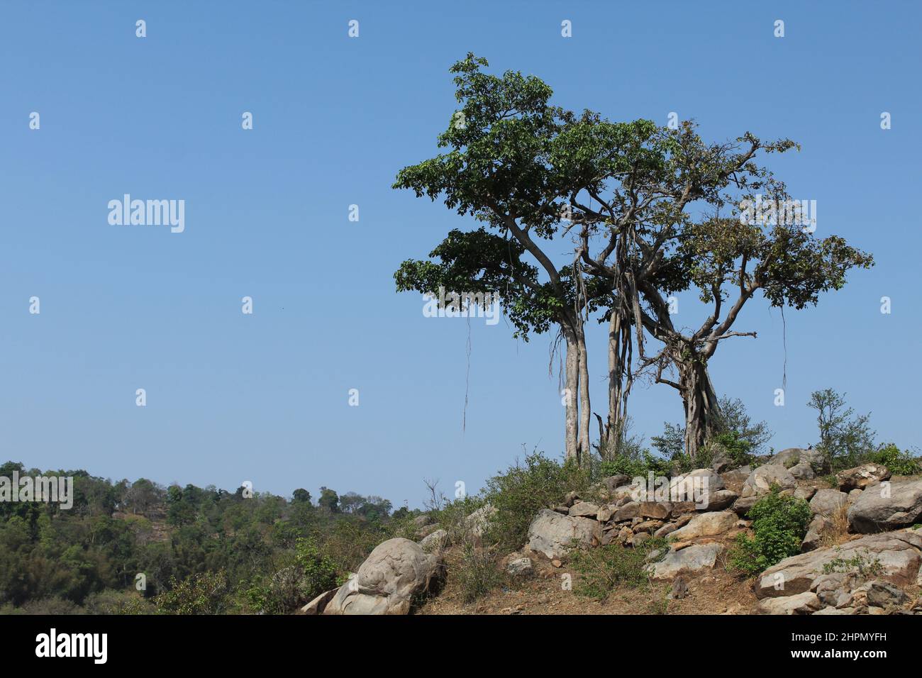 A open field with lots of trees and greenary. India Stock Photo - Alamy