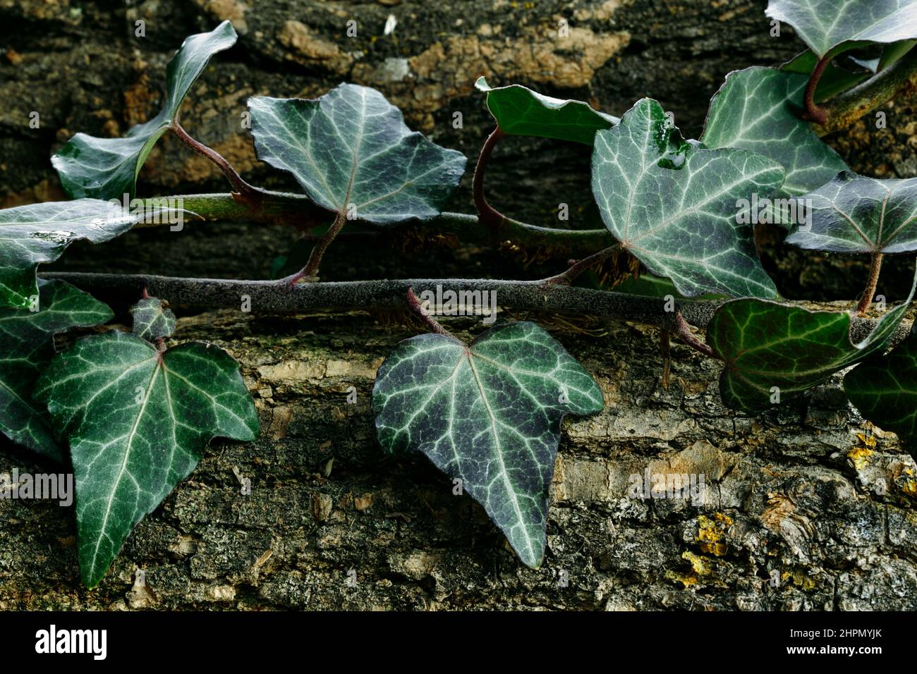 Symbols Of Eternal Life